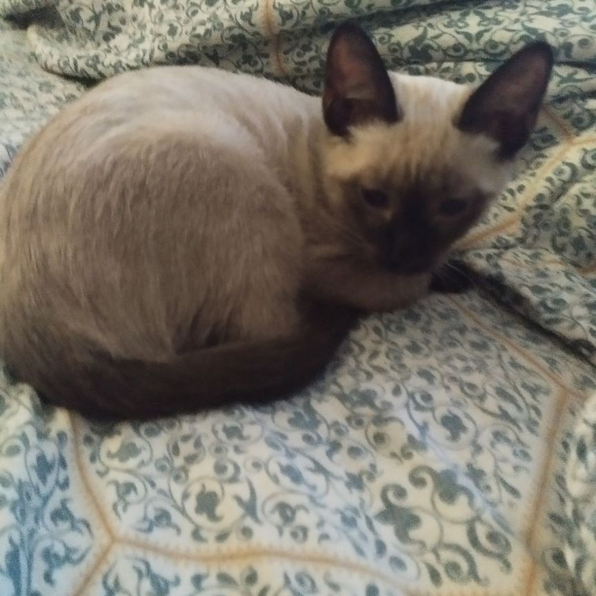 Тайские котята