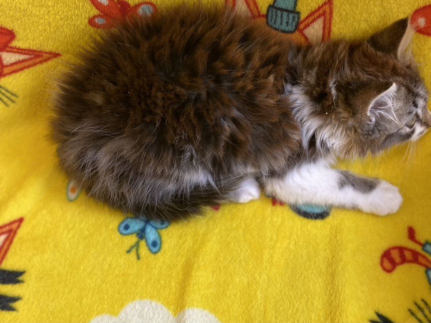Чудесный котенок