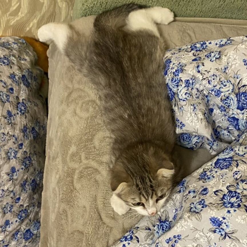 Кот, 4 месяца