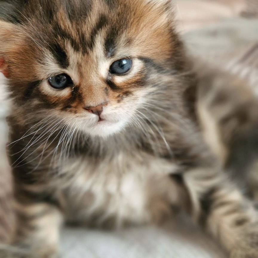 Котята майкун