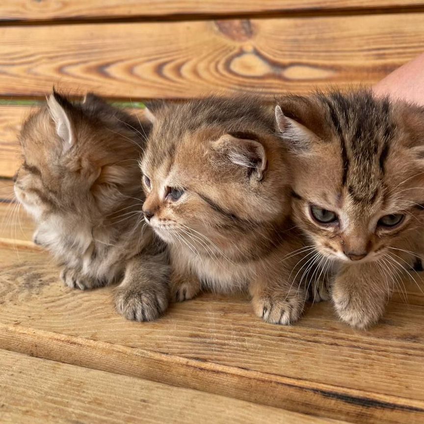 Британские котята