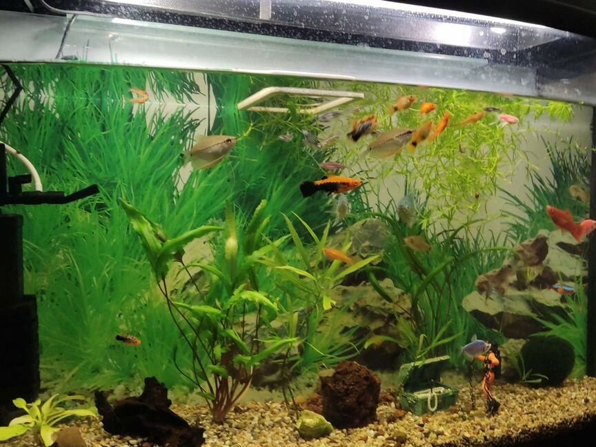 Аквариумные рыбки гуппи, меченосцы, данио, гурами