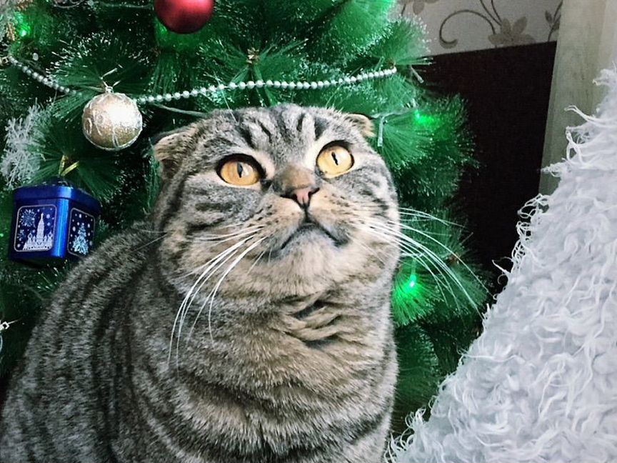 Шотланский вислоухий кот