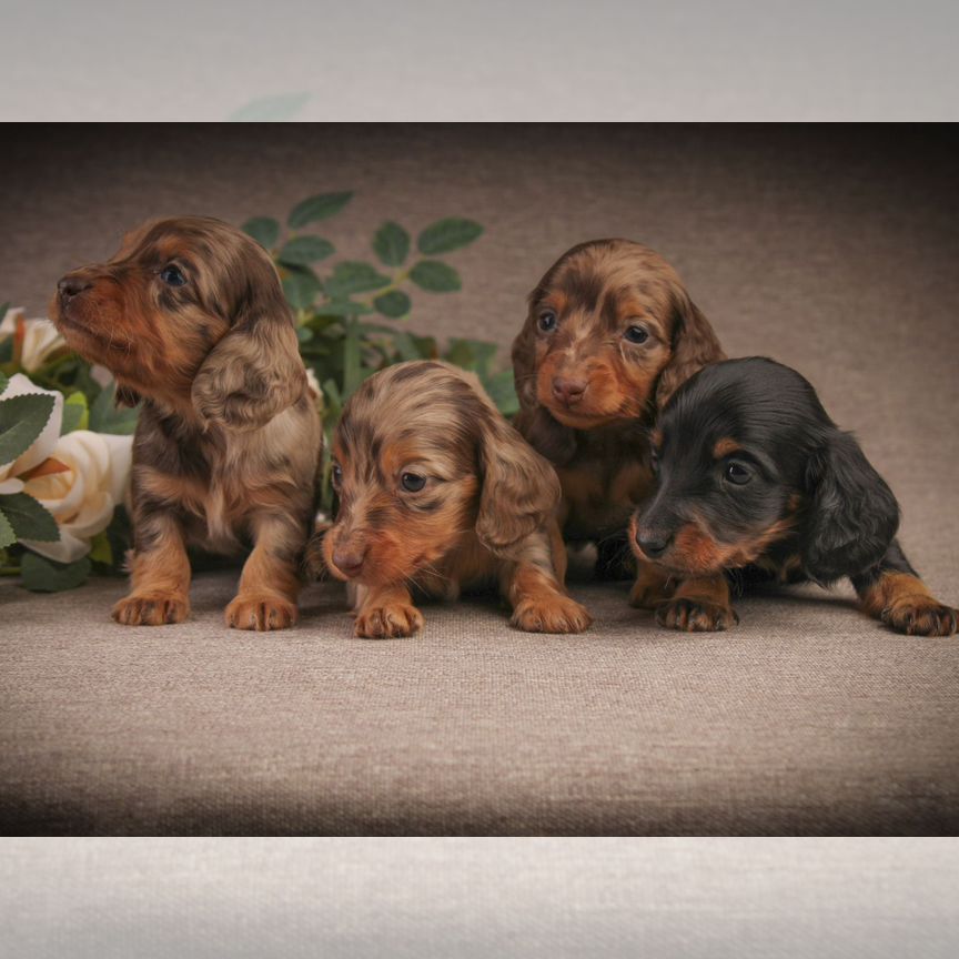 Такса, щенок