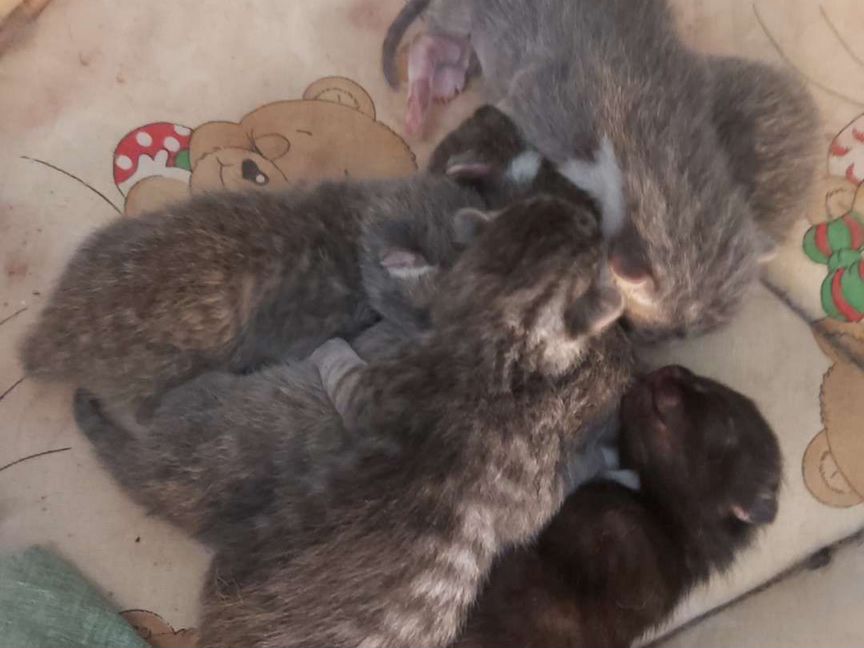 Котята от кошки мышеловки