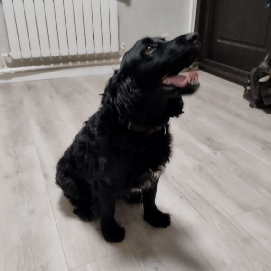 Отдам в добрые руки спаниеля