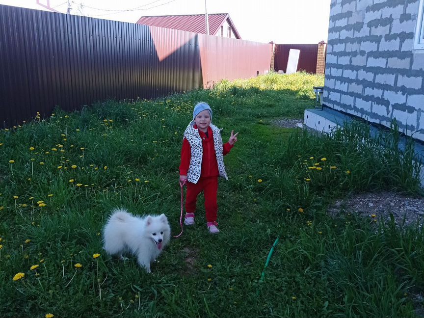 Белый мишка