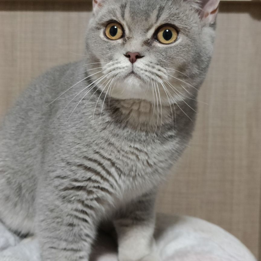 Котики милые в добрые руки