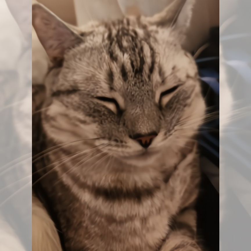 Шотландский вислоухий короткошёрстный кот, взрослый