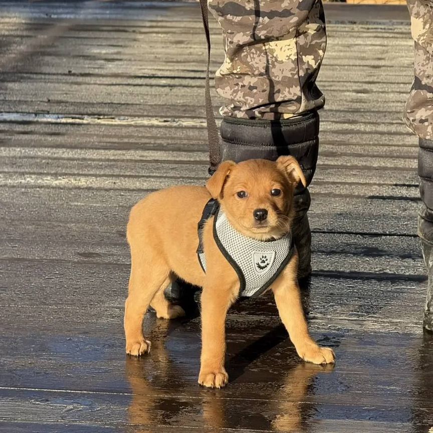 Щенок в добрые руки