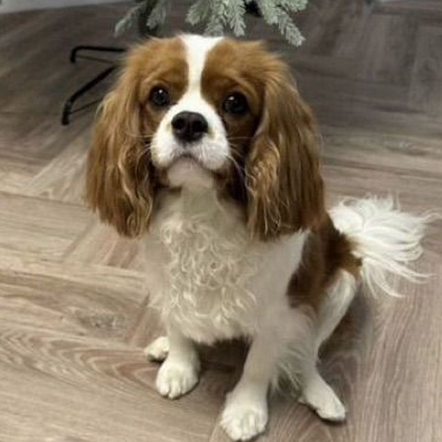 Кавалер кинг-чарльз-спаниель, щенок
