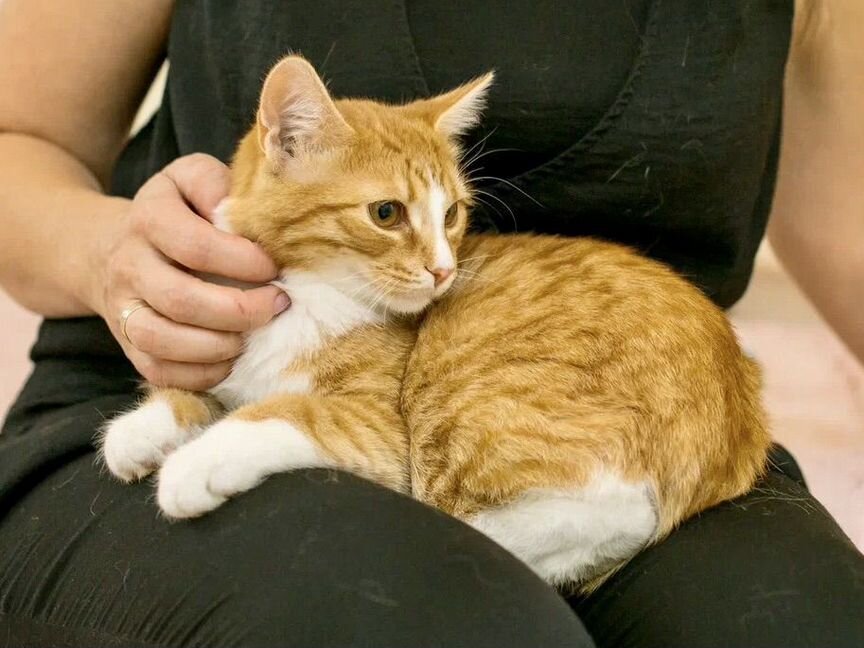 Котики Джем и Честер