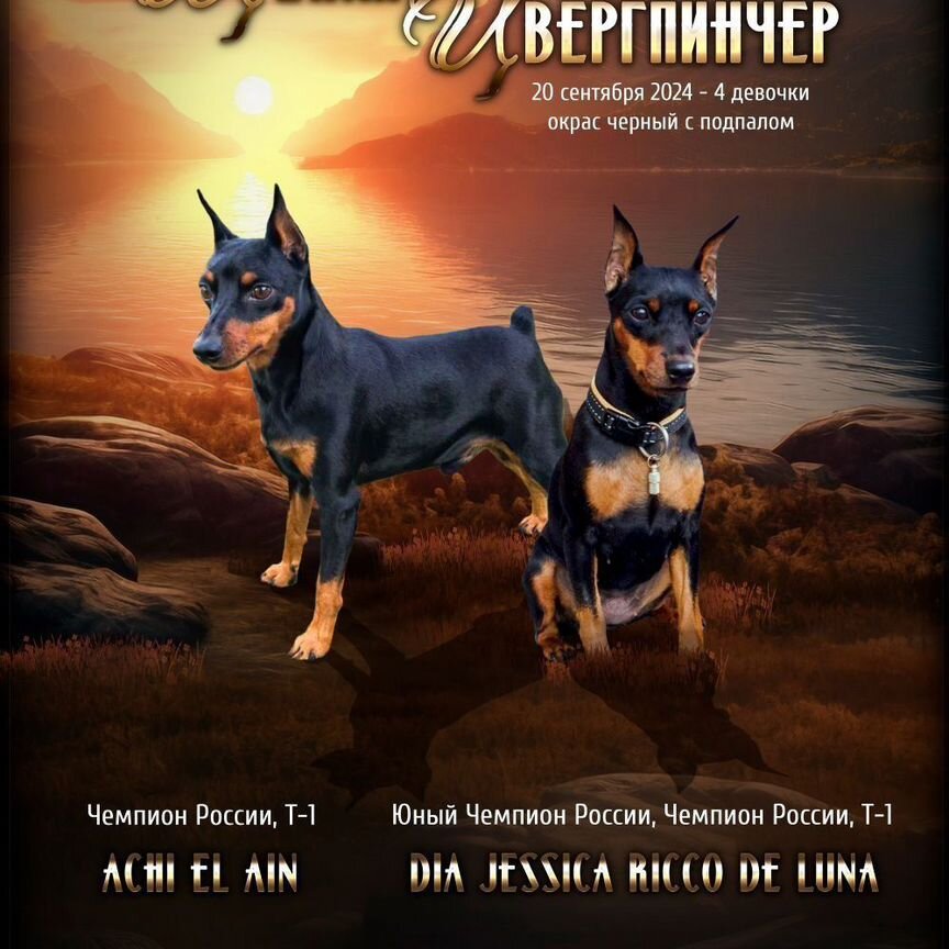 Щенки Цвергпинчер