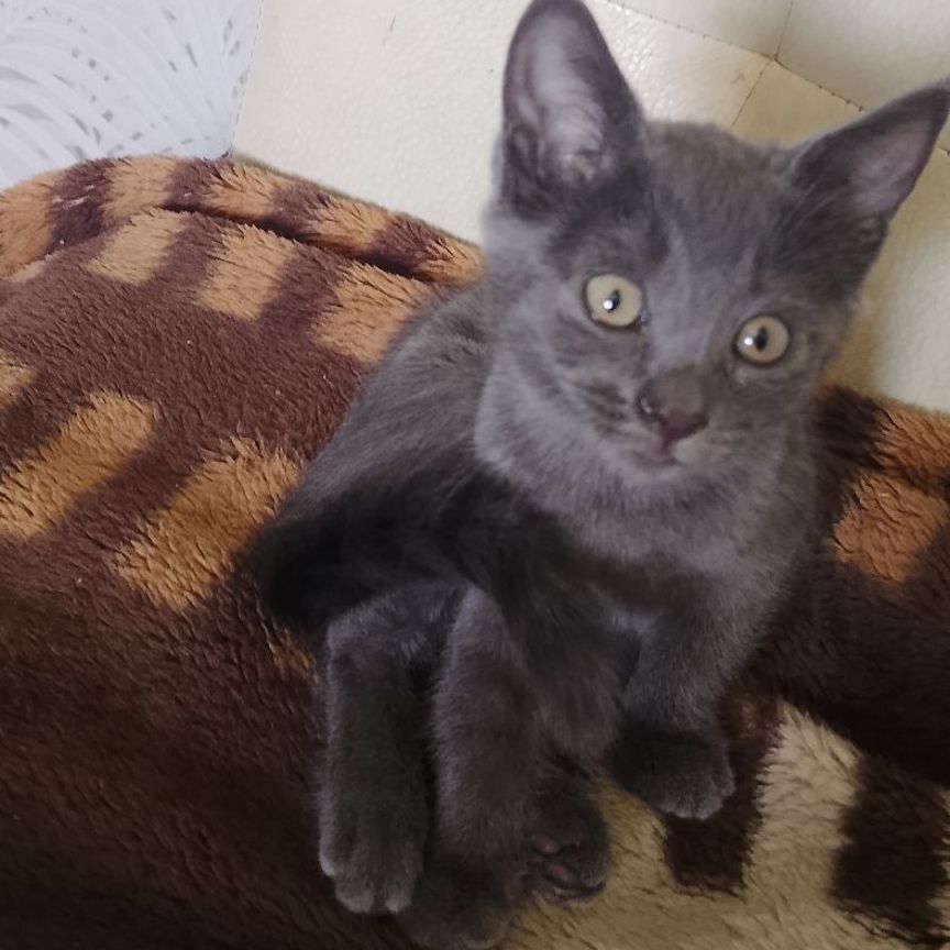 Сибирский котёнок