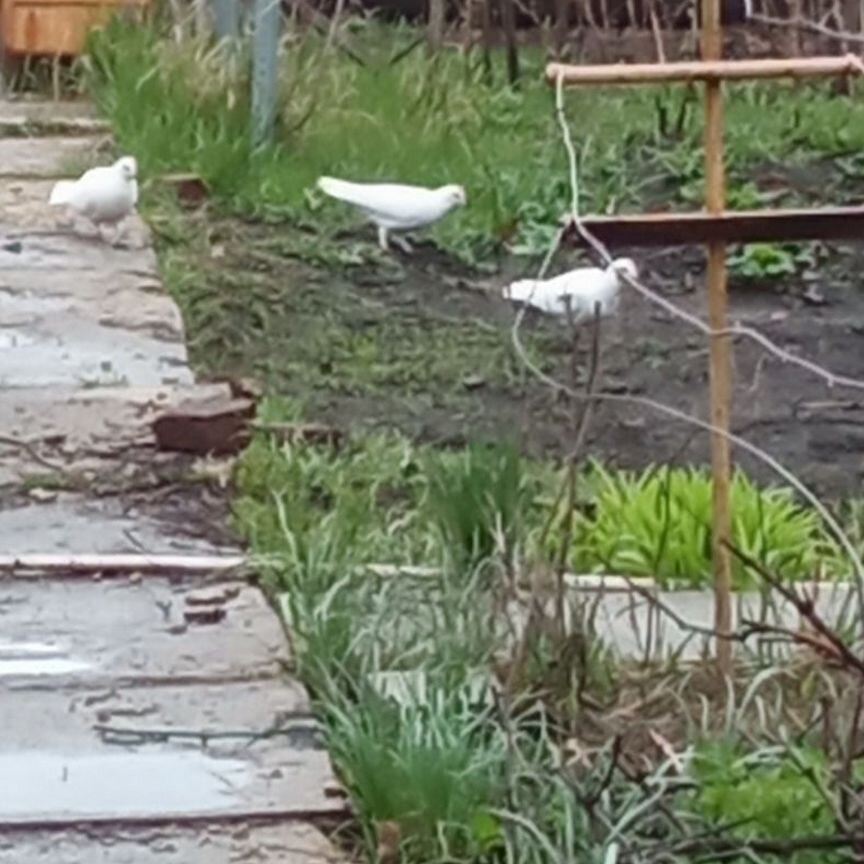 Продажа голубей