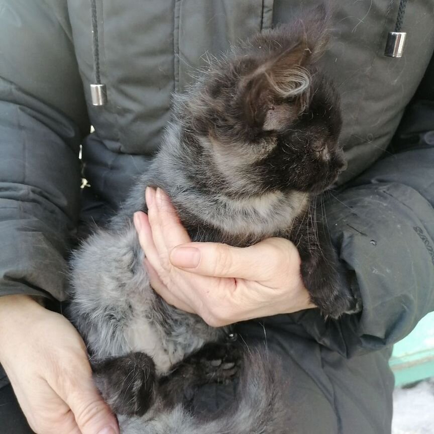 Кошечка "Чернобурка" в дар