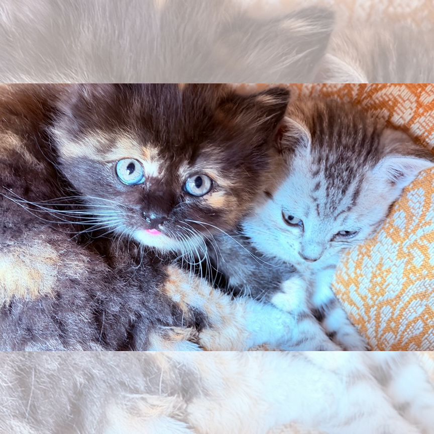 Котёнок в добрые руки