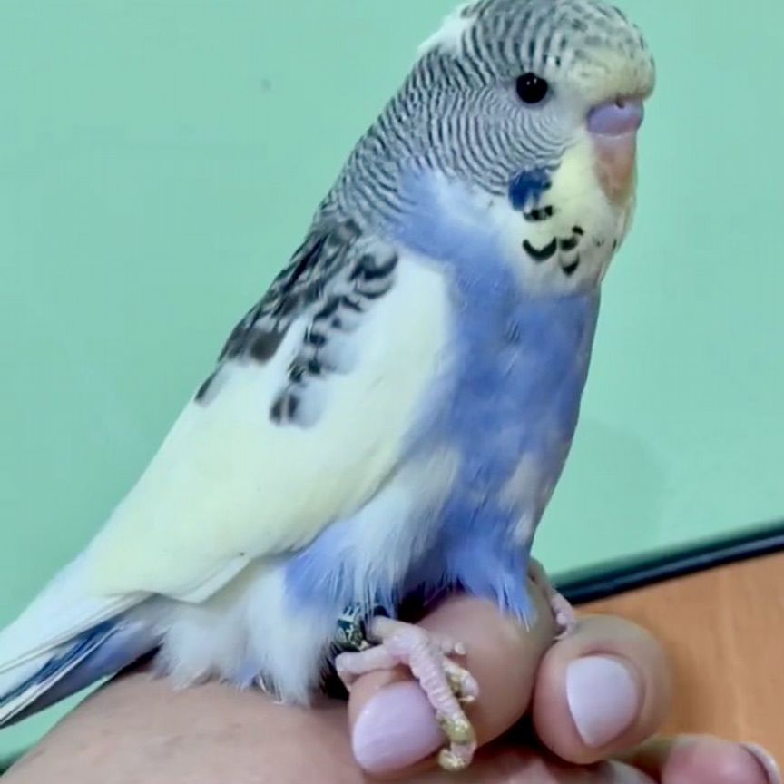 Выставочный волнистый попугай ввп Чех