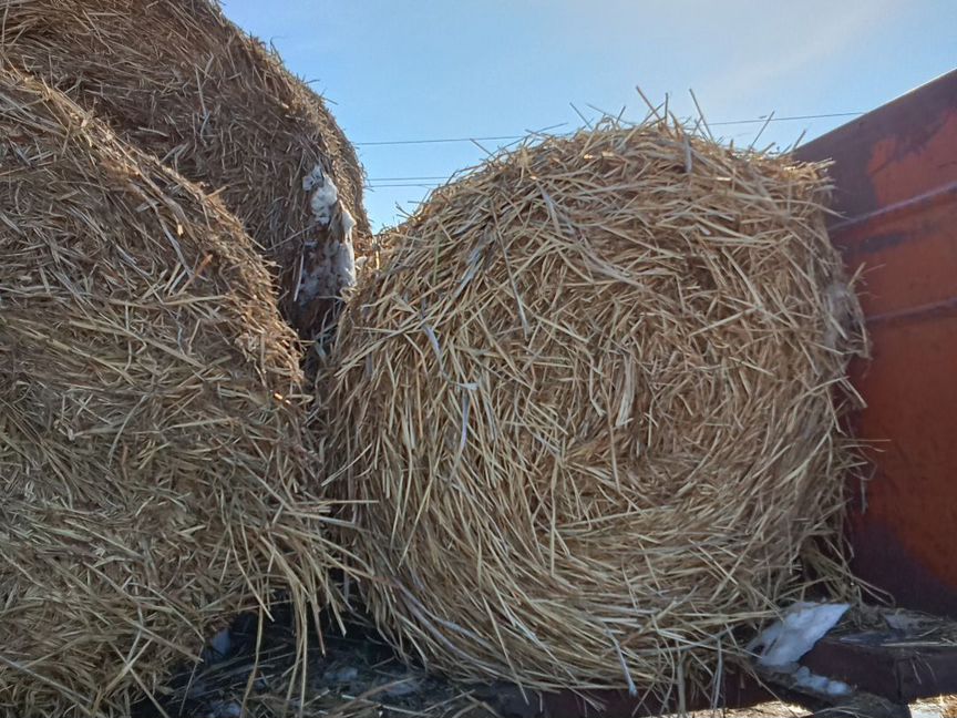 Продам сено в рулонах