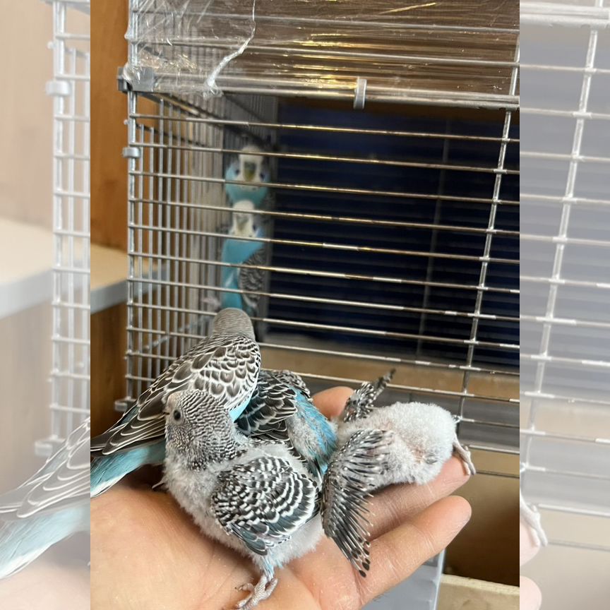 Попугай семейный волнистые птенцы