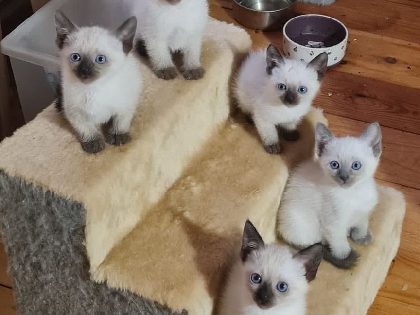 Тайские котята