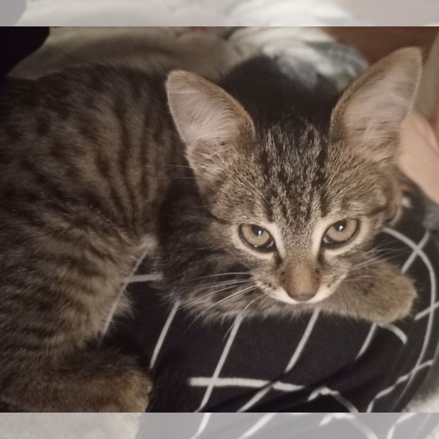 Шотландский прямоухий длинношёрстный котёнок