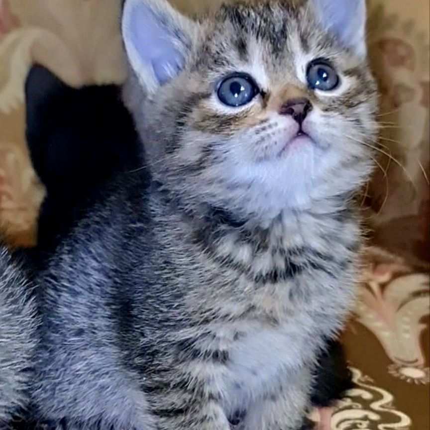 Британские котята