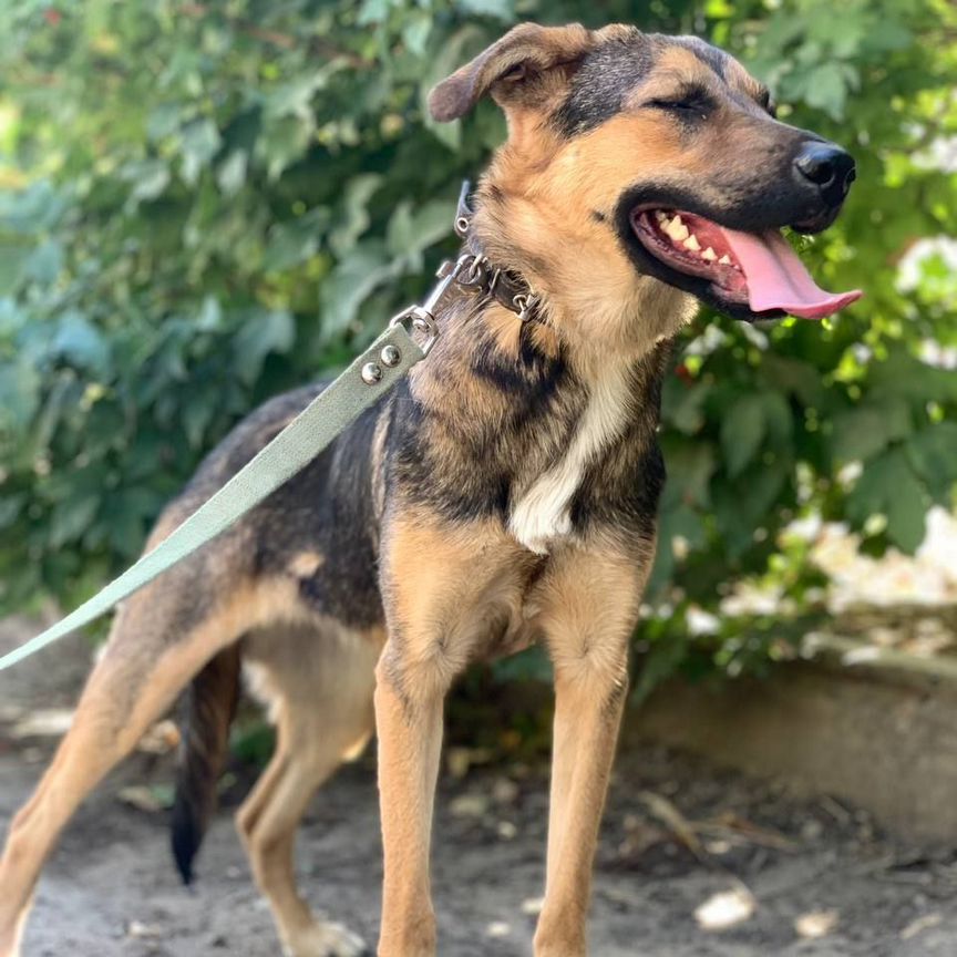 Зита и Гита - отдам в добрые руки, бесплатно