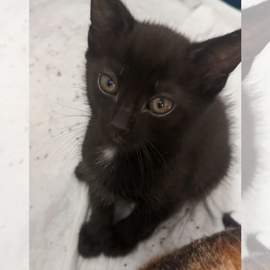 Котёнок в добрые руки