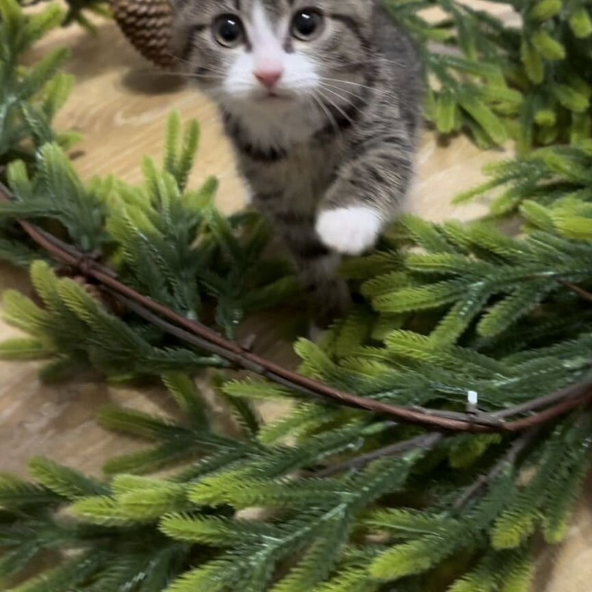 Котяток мальчмк в добрые руки 3 месяца