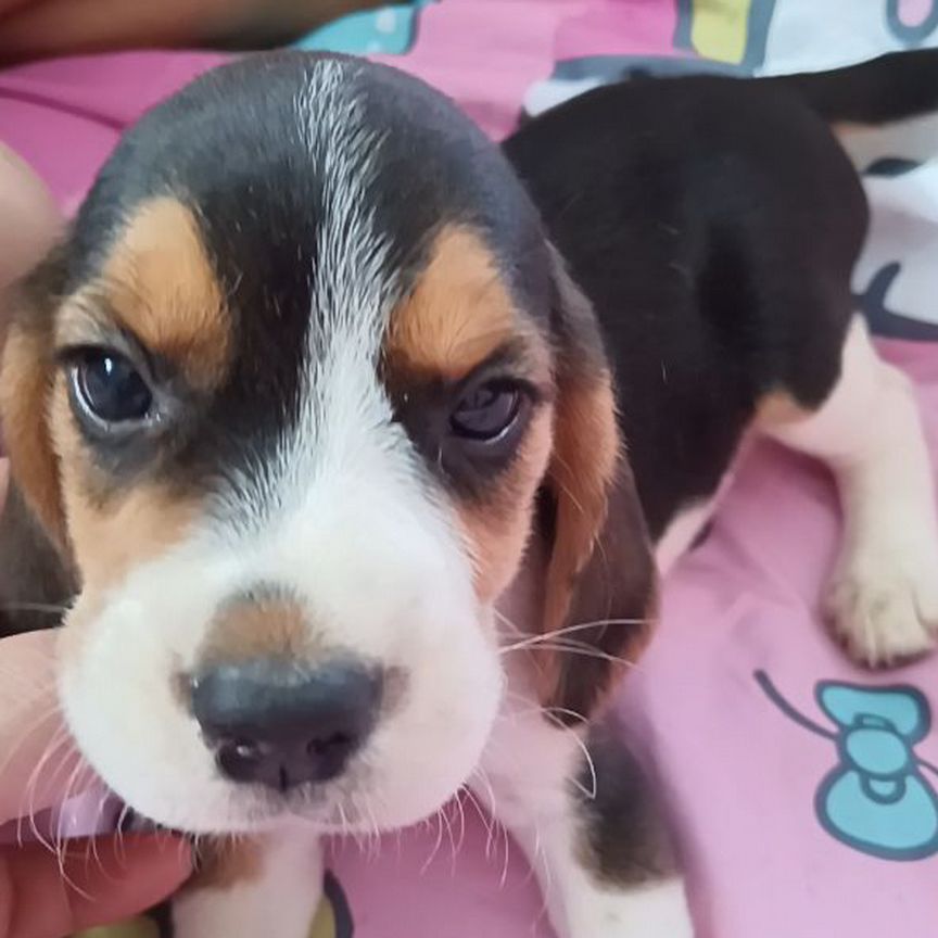 Щенульки биглюши