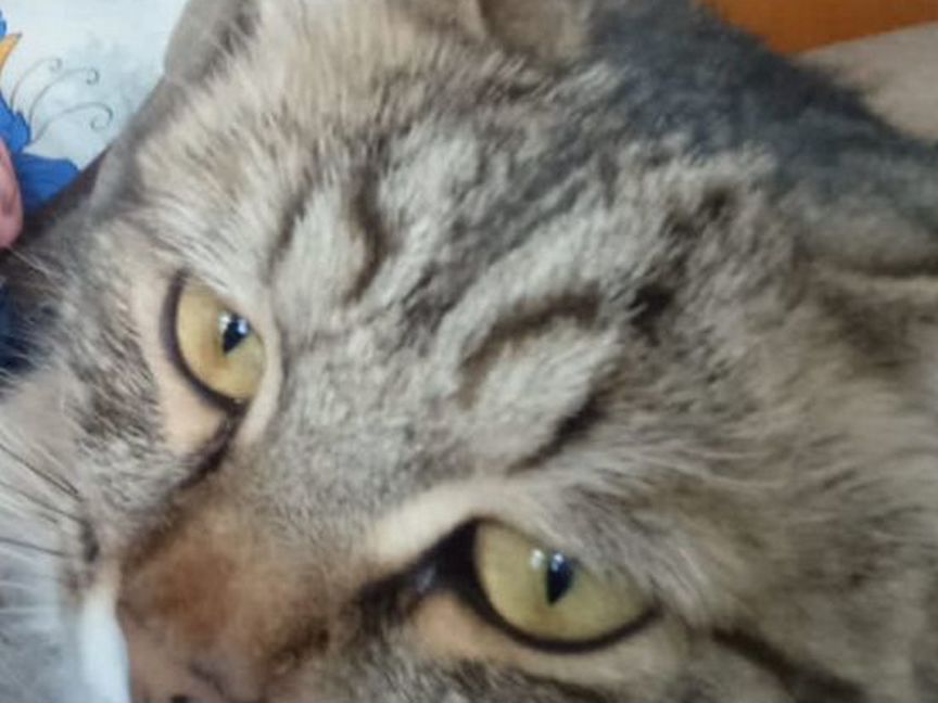 Котята в добрые руки бесплатно