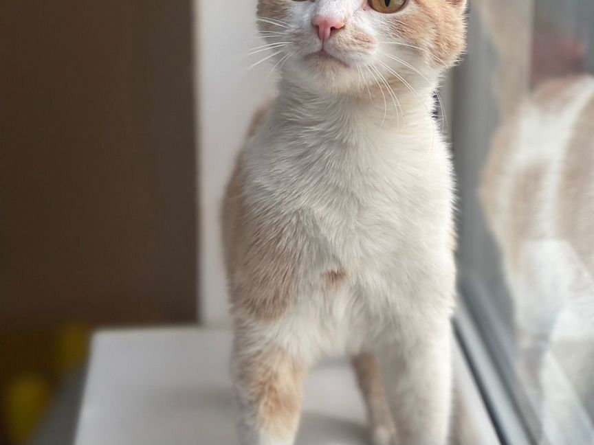 Мелисса ищет дом