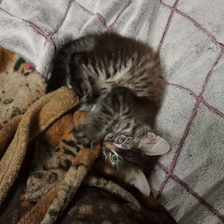 Котята в добрые руки бесплатно