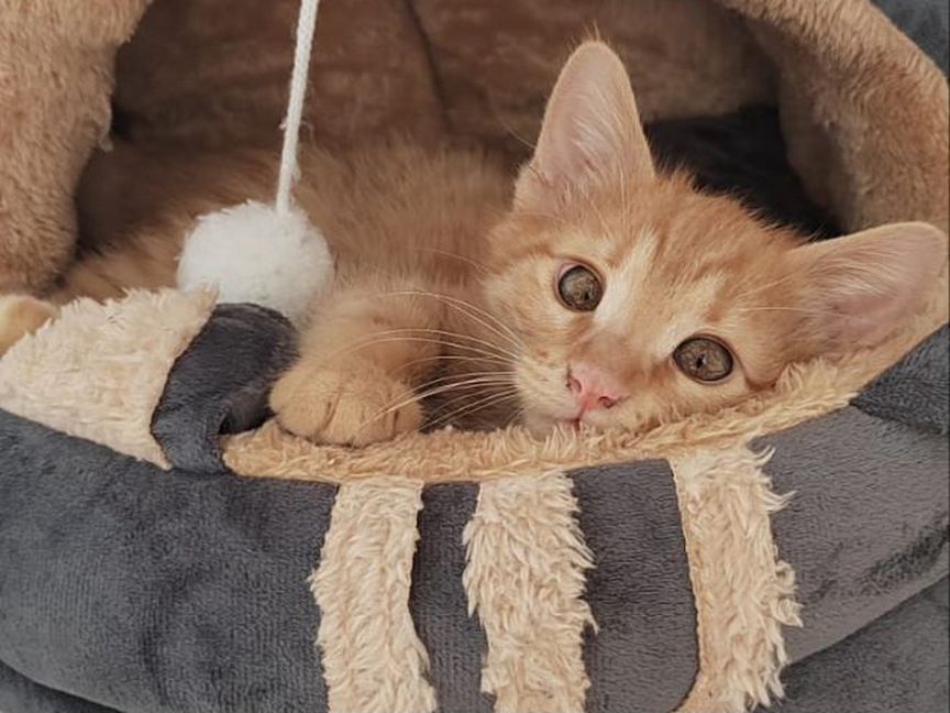 Котятёнок в добрые руки, кот