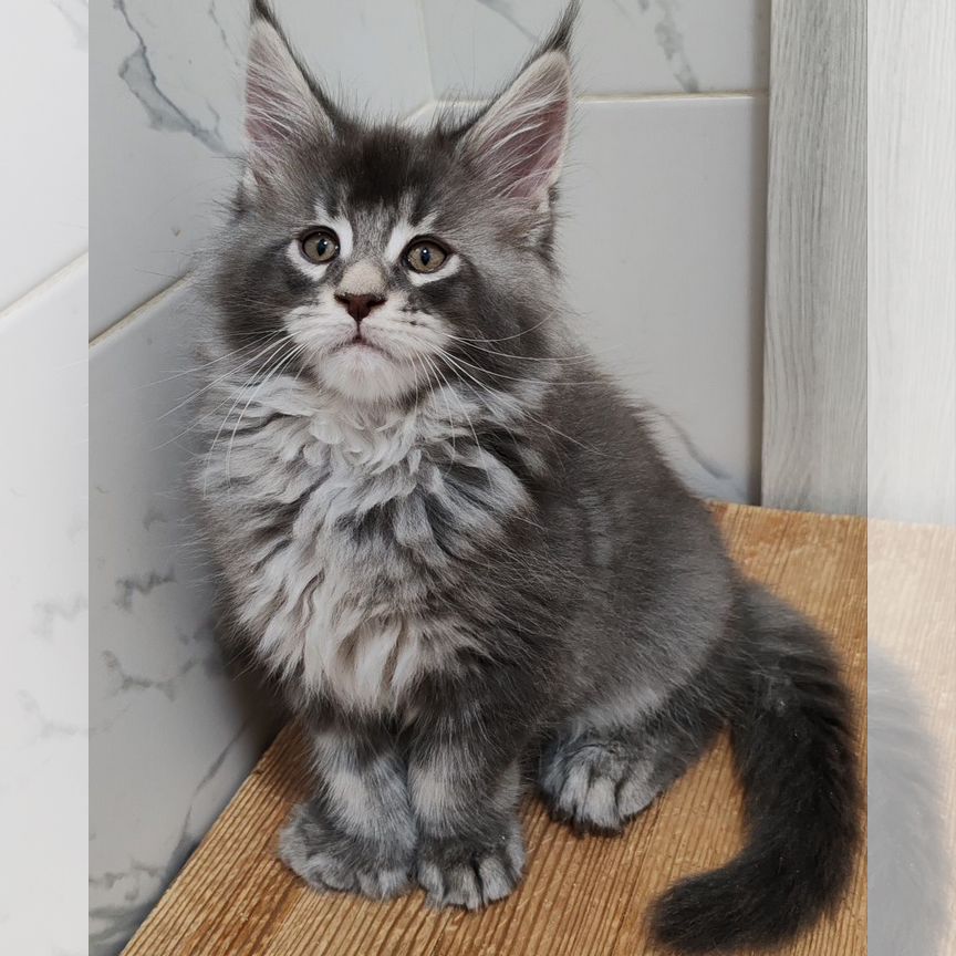 Мейн-кун котёнок