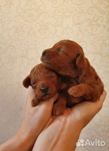 Той-пудель ред браун