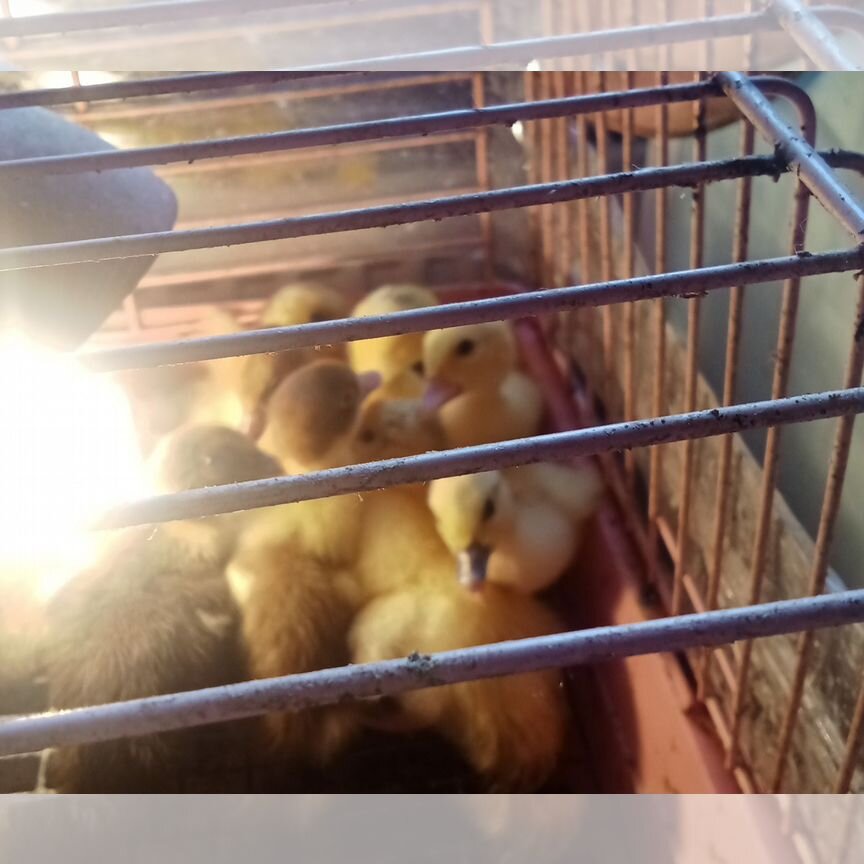 Утята индоутки