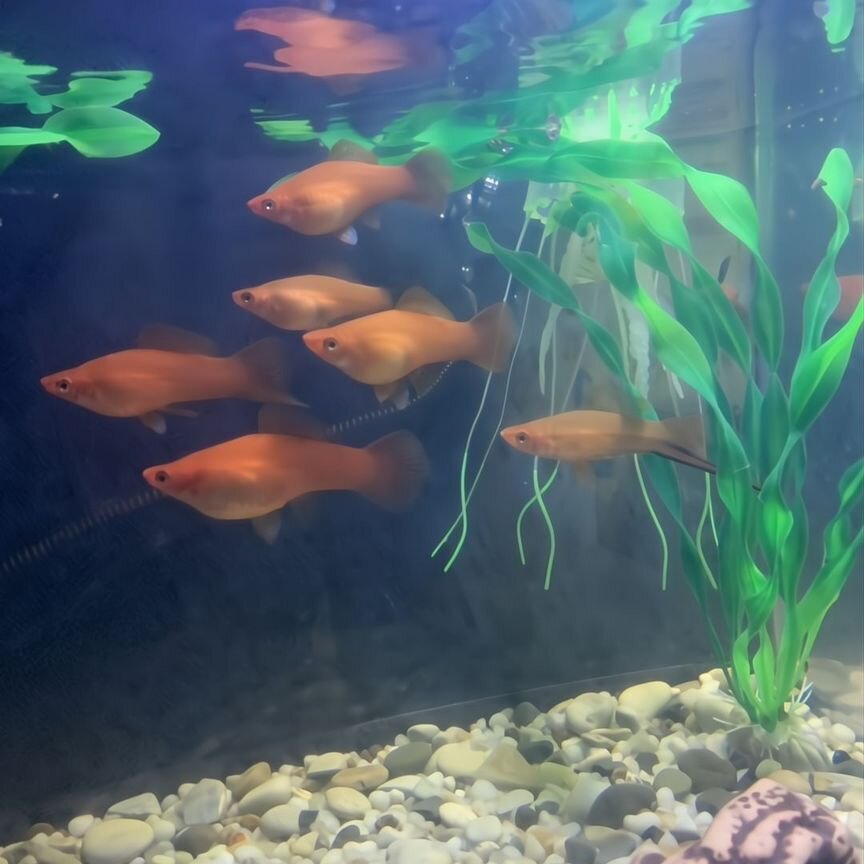 Бесмертные рыбешки