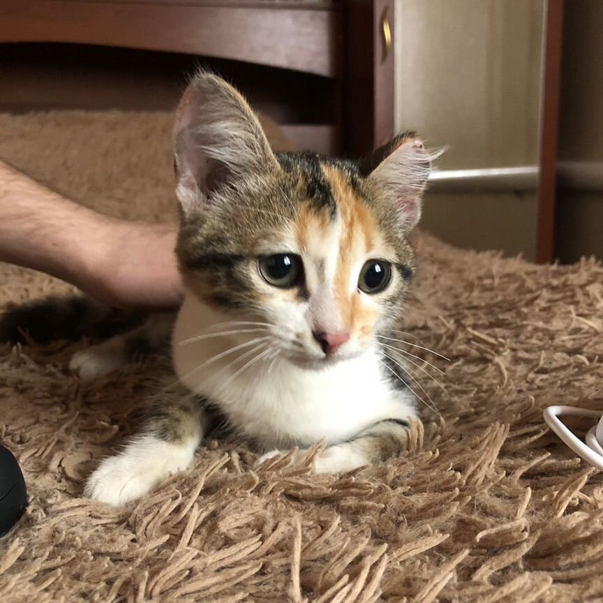 Котенок