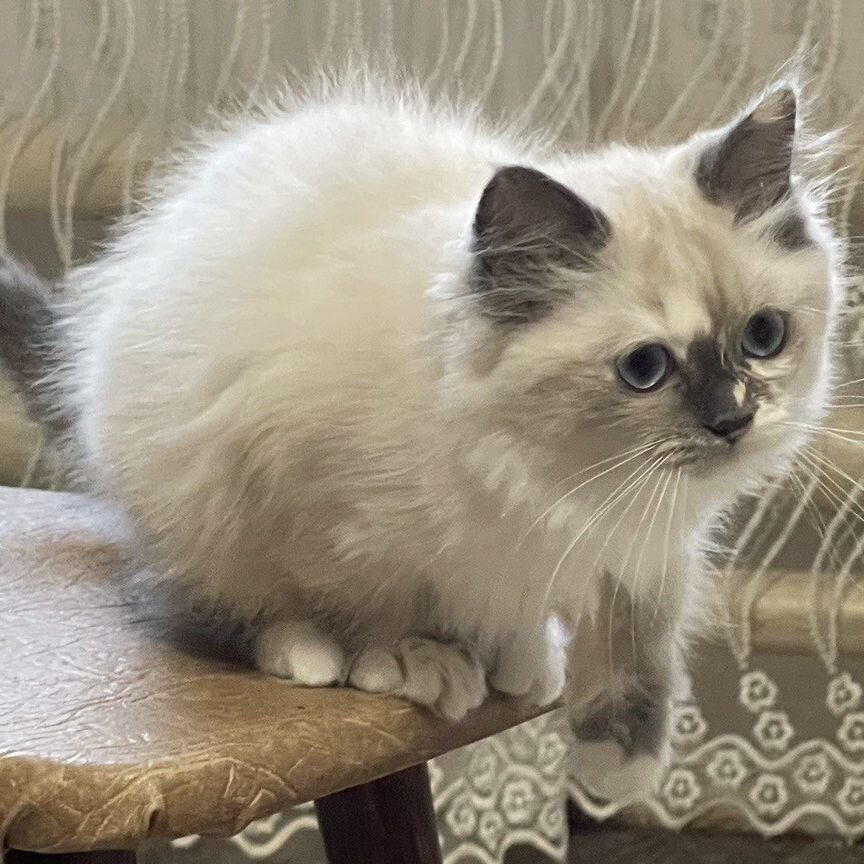 Девочка регдолл