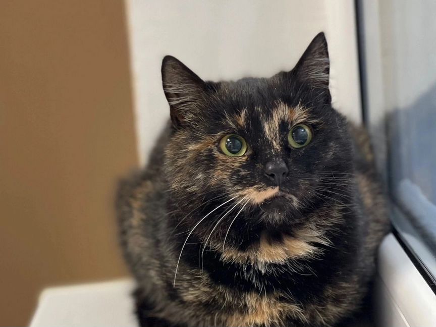 Котенок девочка в добрые руки