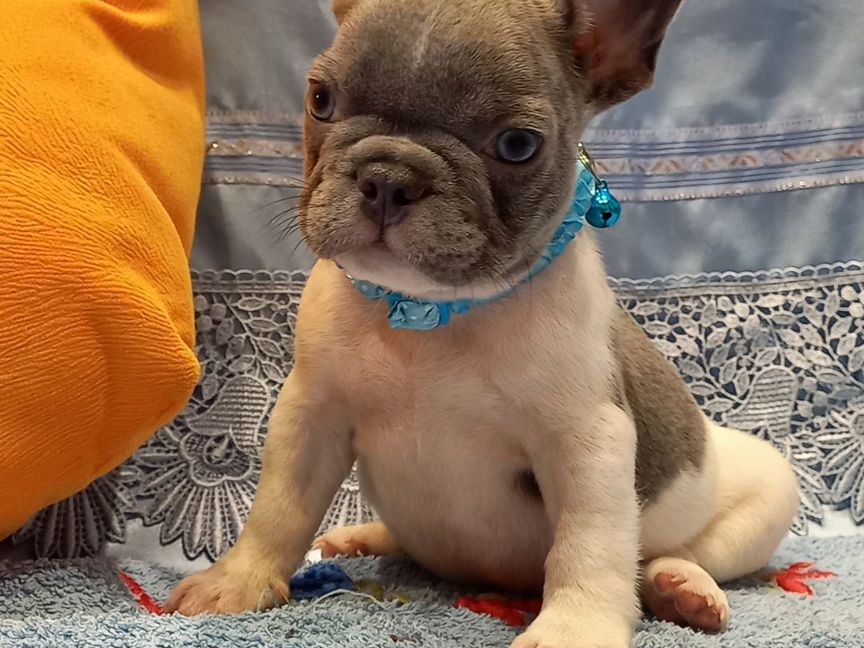 Французский бульдог мини