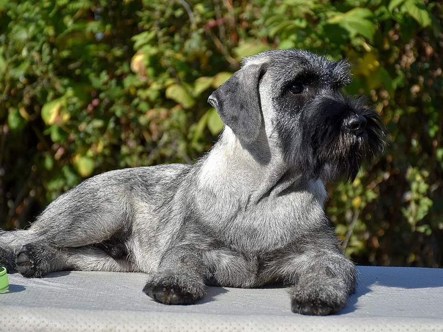 Миттельшнауцер