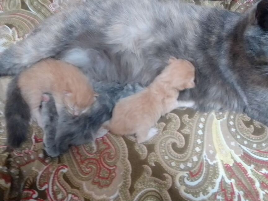 Котята в добрые руки