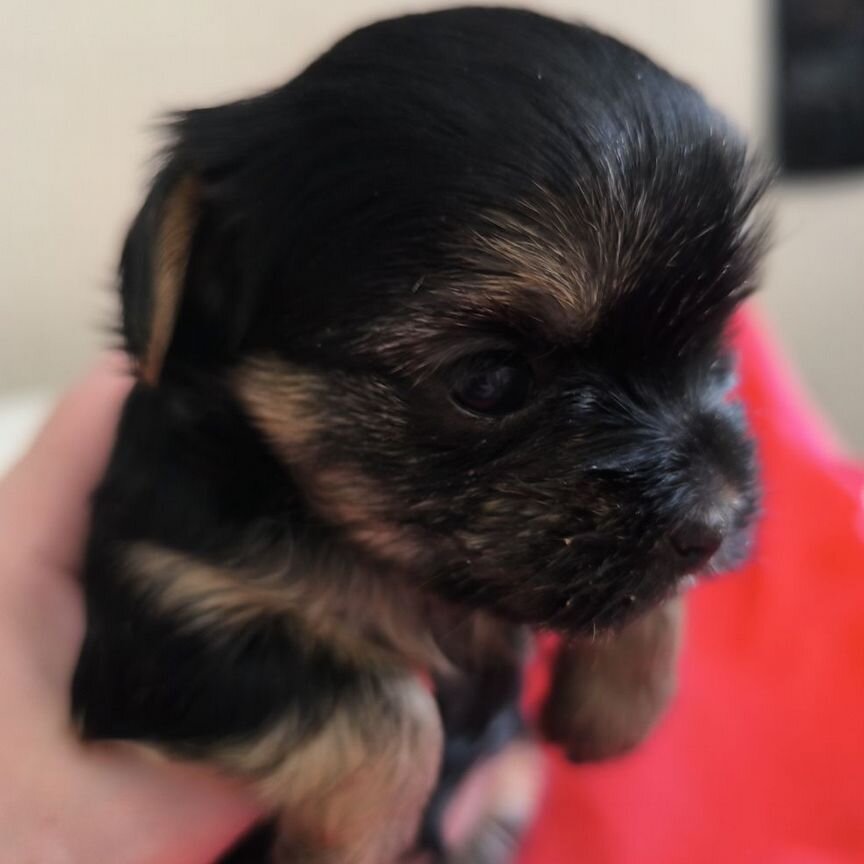 Йоркширский терьер