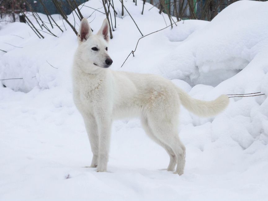 Швейцарская овчарка