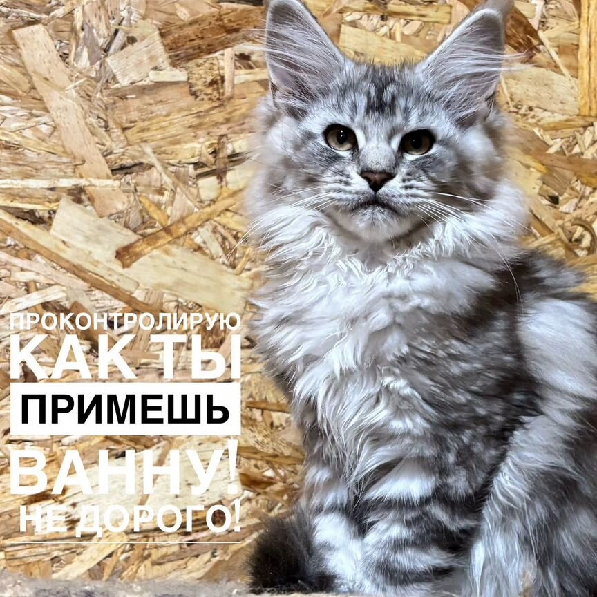 Котята мейн-кун