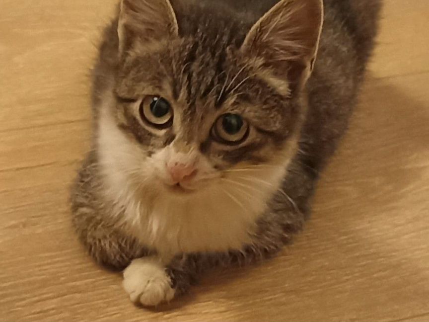 Котенок 2,5 мес