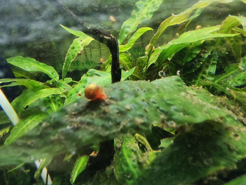 Улитки аквариумные красные